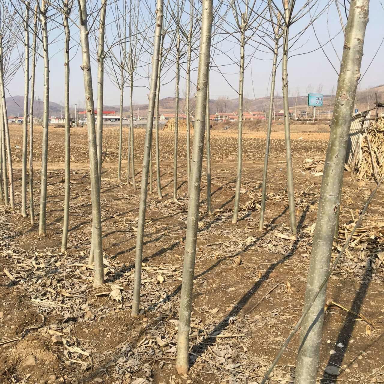 84K杨 - 快懂百科