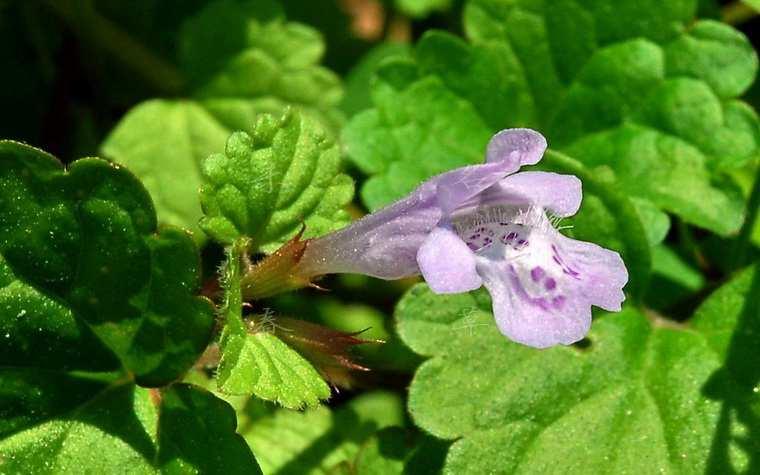 活血丹 - 快懂百科