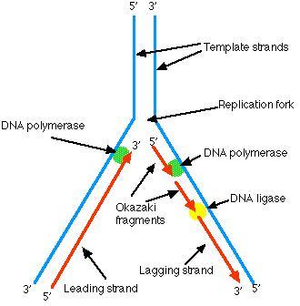 DNA复制 - 快懂百科