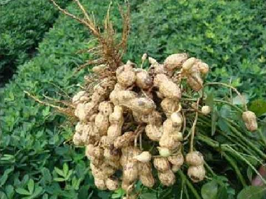 秋花生 - 快懂百科