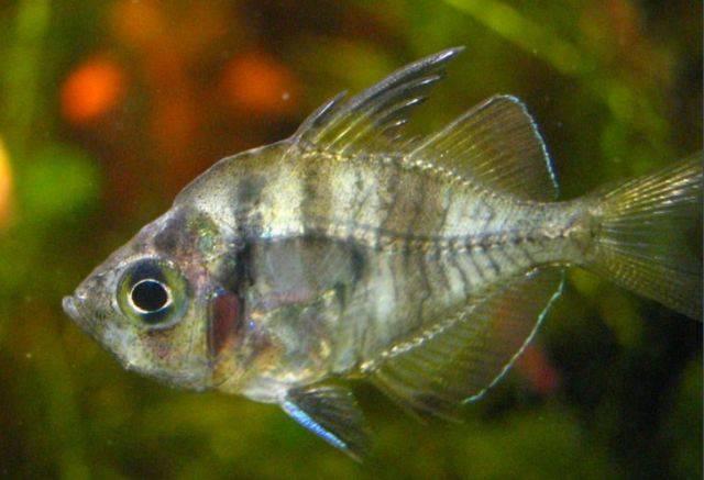 弯线双边鱼 - 快懂百科