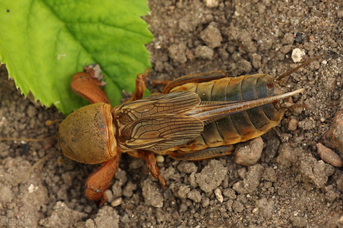 直翅目 - 快懂百科