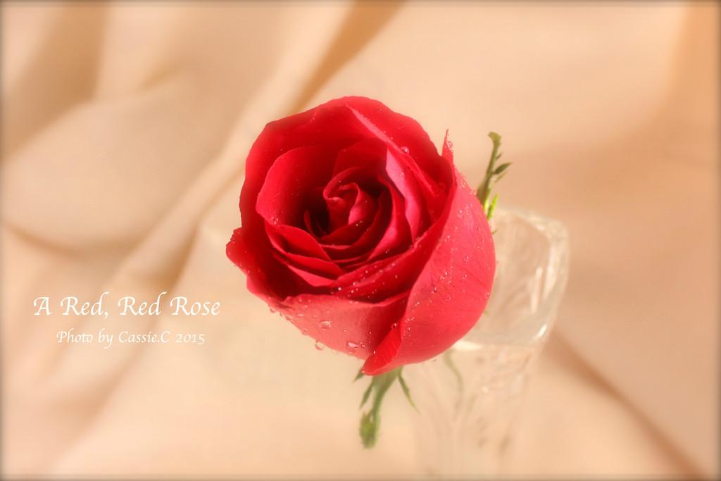 A Red, Red Rose - 快懂百科