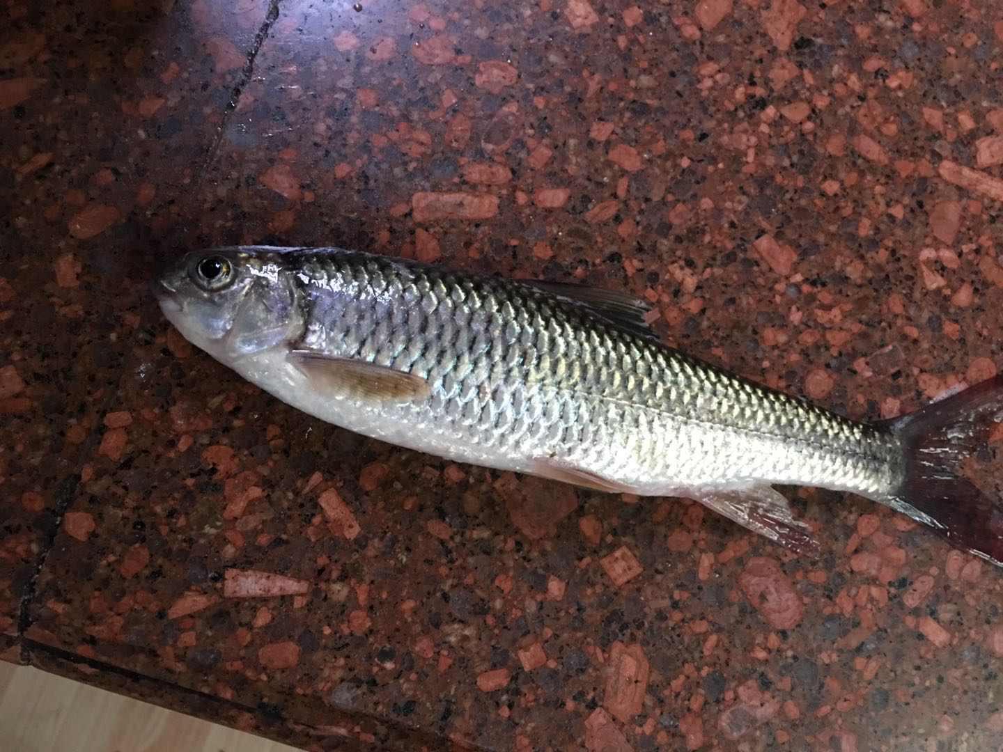 须鱲 - 快懂百科