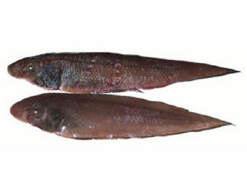 龙利鱼 - 快懂百科