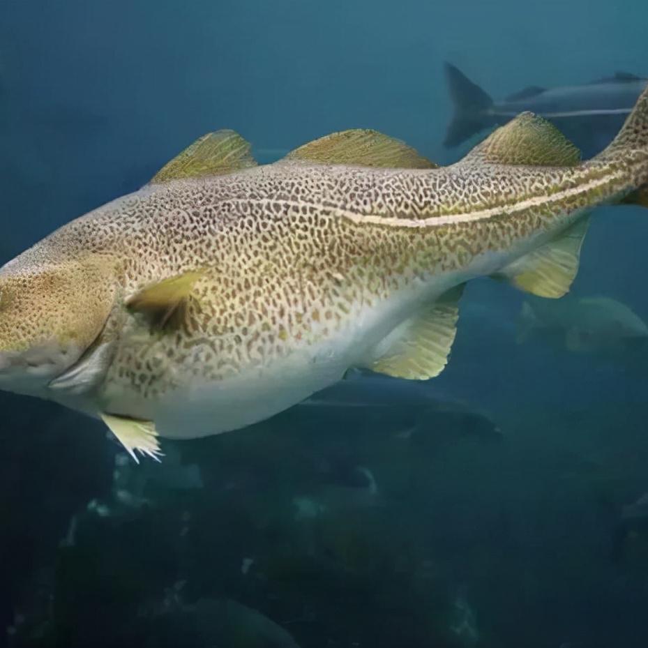 比目鱼 - 快懂百科