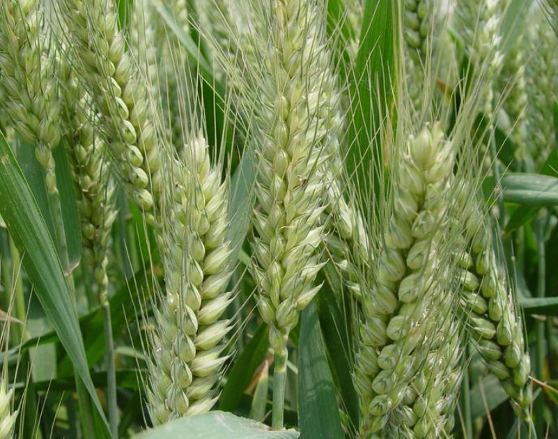 小麦属 - 快懂百科