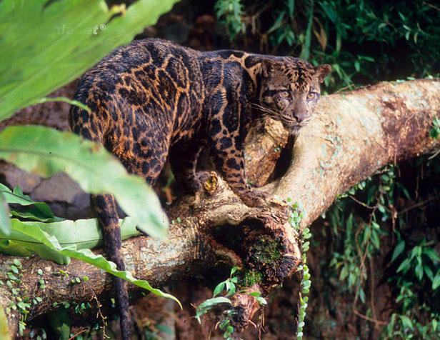 马来云豹 - 快懂百科