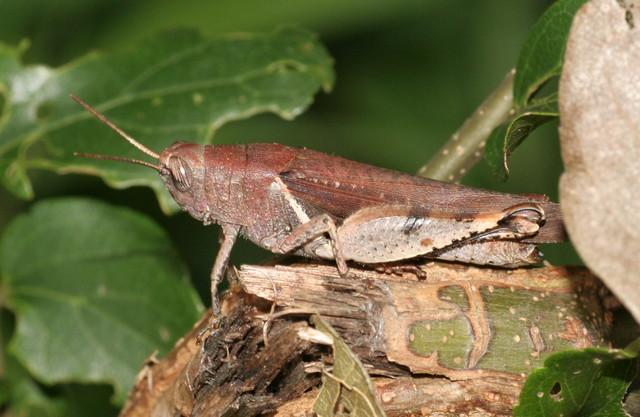 红褐斑腿蝗 - 快懂百科