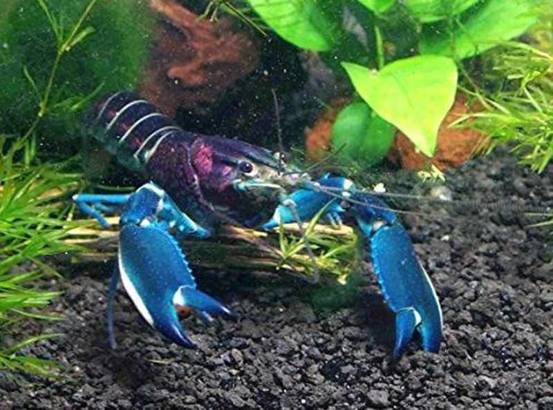 粉红珊瑚螯虾 - 快懂百科