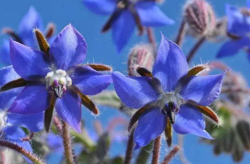 琉璃苣 - 快懂百科