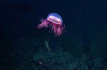 Halitrephes maasi - 快懂百科