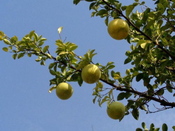柚子树 - 快懂百科