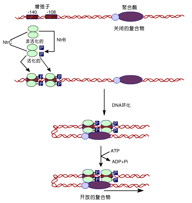 转录因子 - 快懂百科