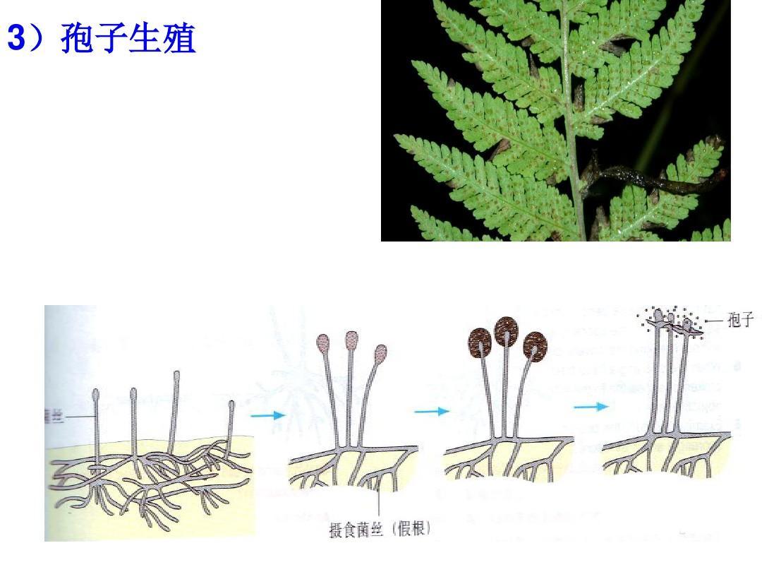 孢子生殖 - 快懂百科