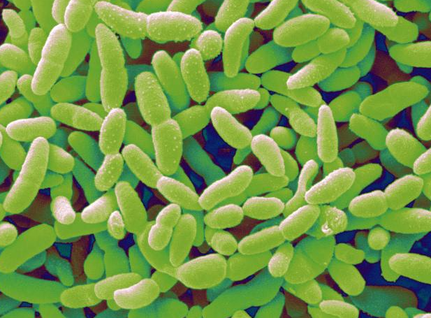 乳酸片球菌 - 快懂百科