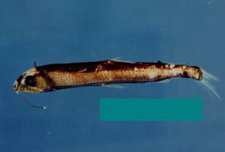 费氏星衫鱼 - 快懂百科