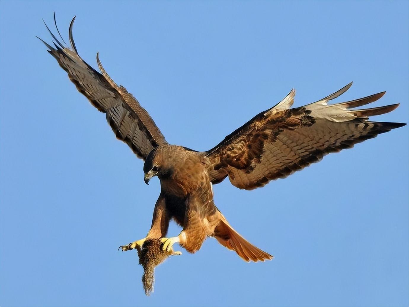 金雕 - 快懂百科