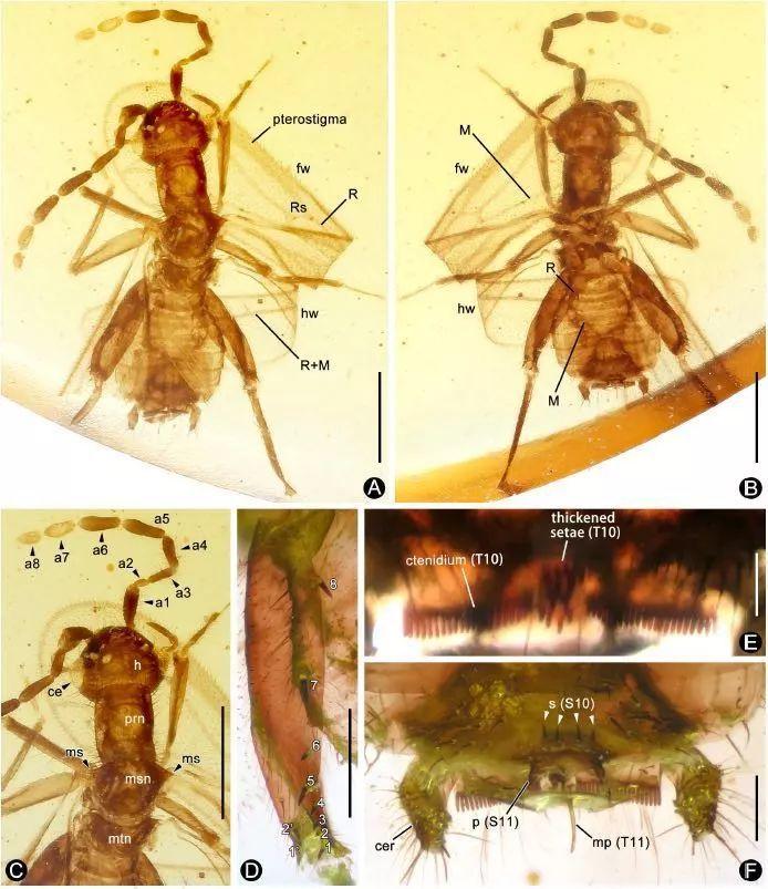 缺翅目 - 快懂百科